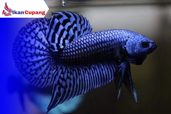 Cara Budidaya Ikan Cupang Untuk Pemula Pasti Berhasil