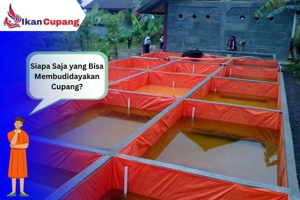 Cara Budidaya Ikan Cupang Untuk Pemula Pasti Berhasil
