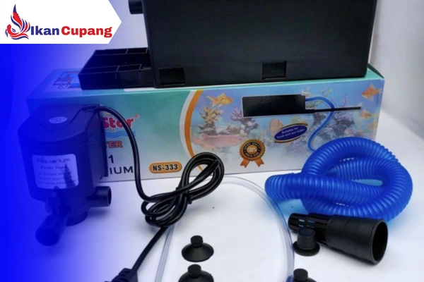 Cara Budidaya Ikan Cupang Untuk Pemula Pasti Berhasil