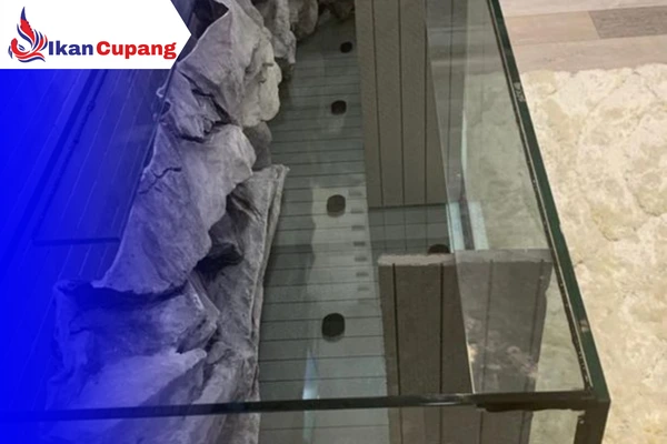 Cara Budidaya Ikan Cupang Untuk Pemula Pasti Berhasil