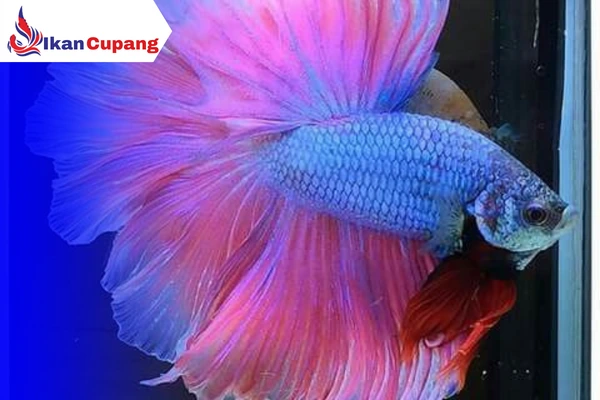 Inilah Cara Budidaya Ikan Cupang Halfmoon Yang Pasti Berhasil
